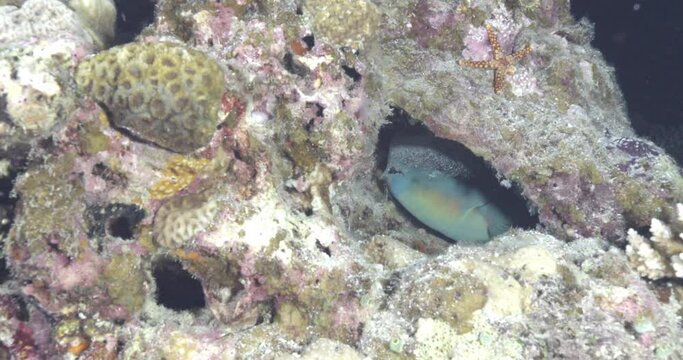 "Banded Sea Krait" Images – Browse 383 Stock Photos, Vectors, and Video ...