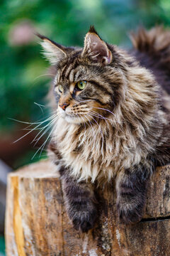 "Lynx Tips"-Bilder: Stock-Fotos & -Videos. | Adobe Stock