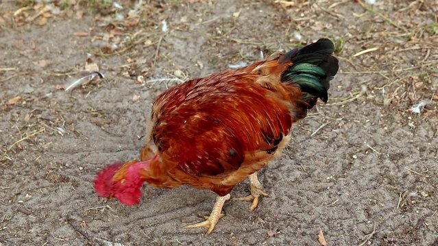 "Red Rooster" Images – Browse 3,984 Stock Photos, Vectors, and Video ...