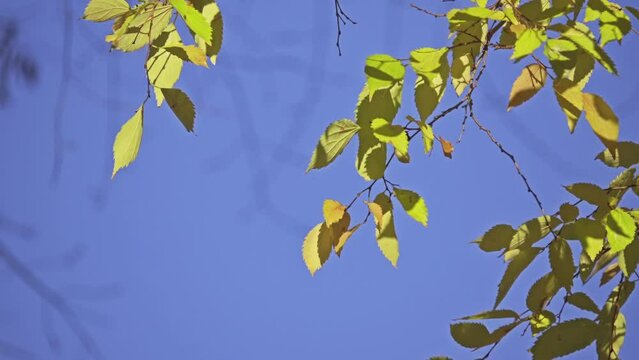 "Lote Tree" Images – Browse 89 Stock Photos, Vectors, and Video | Adobe ...