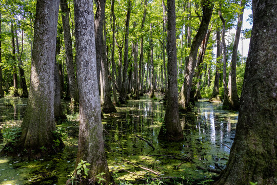"Cypress Swamp" Images – Browse 1,189 Stock Photos, Vectors, and Video ...