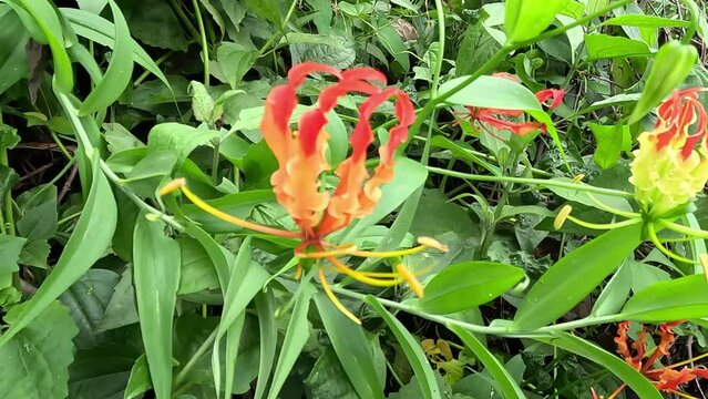 "Glory Lily" Images – Browse 4,887 Stock Photos, Vectors, and Video ...