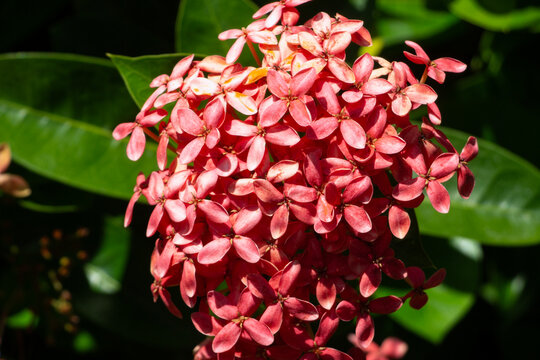 Doreen photos, images, assets | Adobe Stock