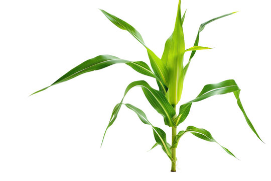 "Corn Stalk" Images – Browse 9,279 Stock Photos, Vectors, and Video ...