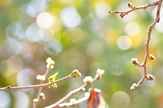 "Spring Bokeh" Images – Browse 82 Stock Photos, Vectors, and Video ...