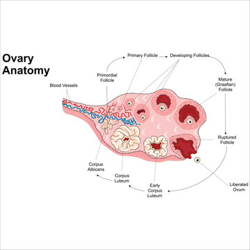 "Female Reproductive System" Images – Browse 8,353 Stock Photos ...