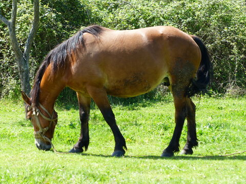 "Cheval Marron" Images – Browse 150 Stock Photos, Vectors, and Video ...