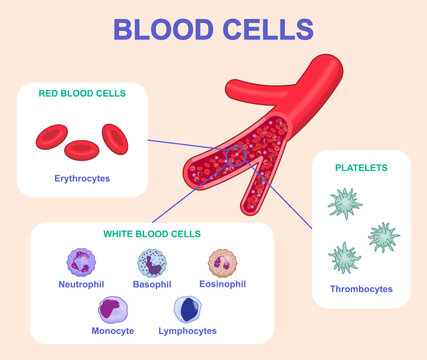 Thrombocytes Images – Browse 37,129 Stock Photos, Vectors, and Video ...