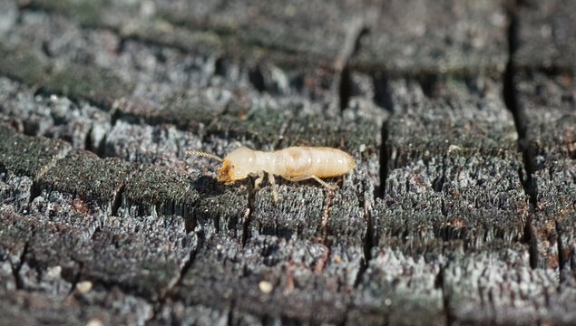 "Termite Nest"-Bilder: Stock-Fotos & -Videos. | Adobe Stock