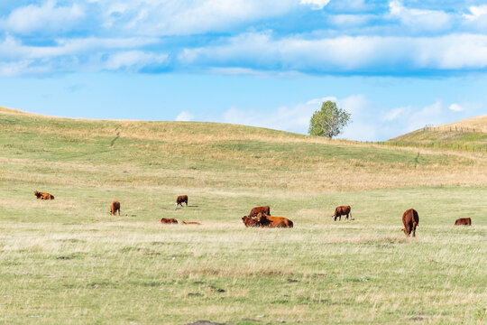 "Beef Cattle" Images – Browse 19,876 Stock Photos, Vectors, and Video ...