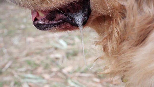 "Dribble - Images et vidéos libres de droits | Adobe Stock