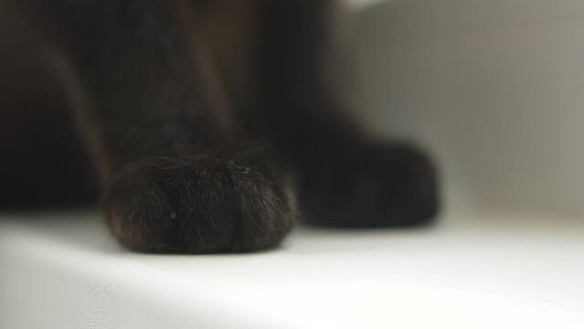 "Cat Paws" Images – Browse 7,188 Stock Photos, Vectors, and Video ...