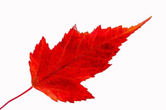 "Amur Maple" Images – Browse 534 Stock Photos, Vectors, and Video ...