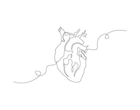 Anatomical Heart Outline Images – Browse 3,699 Stock Photos, Vectors ...