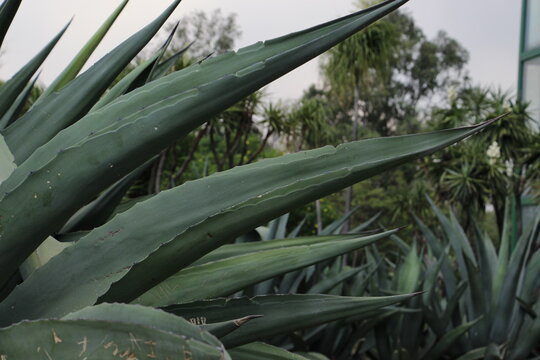 Maguey Images – Browse 3,237 Stock Photos, Vectors, and Video | Adobe Stock