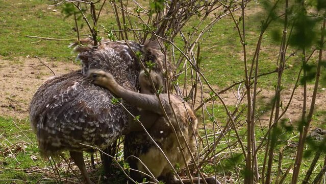 "Rhea Bird"-Bilder: Stock-Fotos & -Videos. | Adobe Stock
