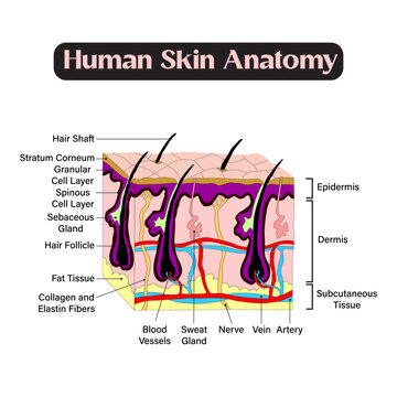 Skin Cell Diagram Images – Browse 12,595 Stock Photos, Vectors, and ...