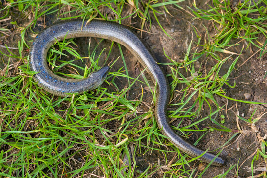 Slow-Worm Images – Browse 2,414 Stock Photos, Vectors, and Video ...