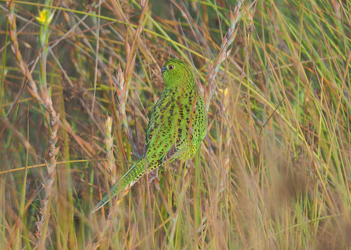 "Grass Parrot" Images – Browse 72 Stock Photos, Vectors, and Video ...