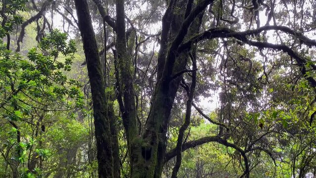 "Dzukou Valley" Images – Browse 194 Stock Photos, Vectors, and Video ...