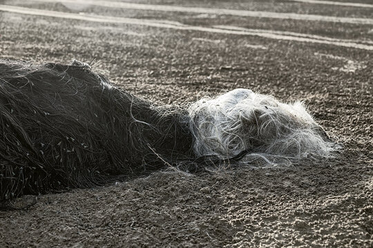 "Animal Corpse" Images – Browse 53 Stock Photos, Vectors, and Video ...