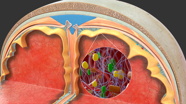 "Pia Mater" Images – Browse 85 Stock Photos, Vectors, and Video | Adobe ...