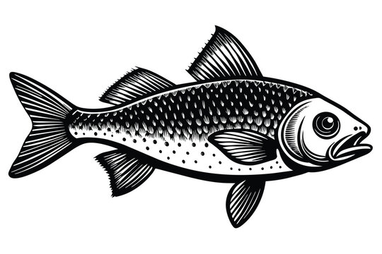 "Croaker Fish" Images – Browse 2,440 Stock Photos, Vectors, and Video ...