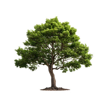 "Iron Tree"-Bilder: Stock-Fotos & -Videos. | Adobe Stock