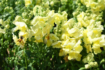 yellow stock flower in garden closeup shot, Matthiola incana flower ...