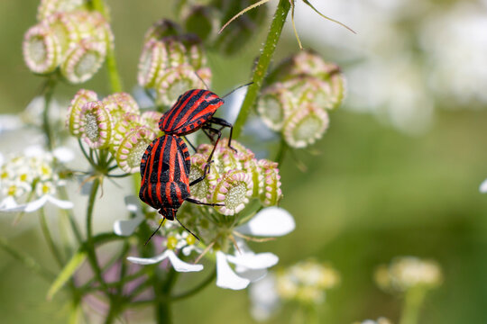 "Minstrel Bug"-Bilder: Stock-Fotos & -Videos. | Adobe Stock