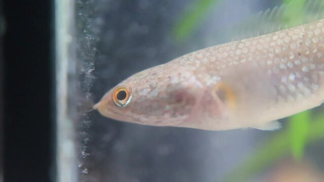 "Common Snakehead" Images – Browse 794 Stock Photos, Vectors, and Video ...