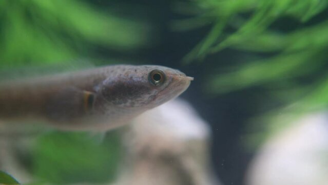 "Common Snakehead" Images – Browse 794 Stock Photos, Vectors, and Video ...