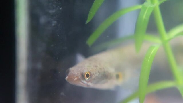 "Common Snakehead" Images – Browse 794 Stock Photos, Vectors, and Video ...