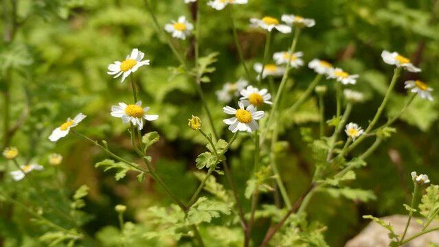 "Pyrethrum Parthenium" Images – Browse 136 Stock Photos, Vectors, and ...