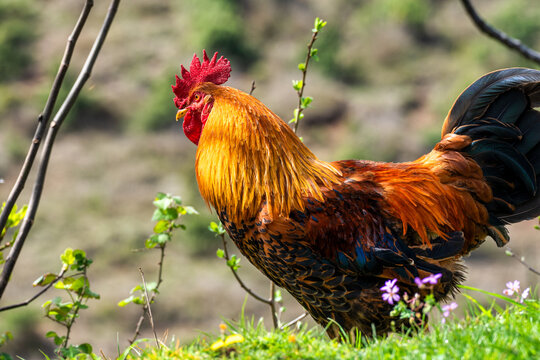 "Red Rooster" Images – Browse 4,413 Stock Photos, Vectors, and Video ...