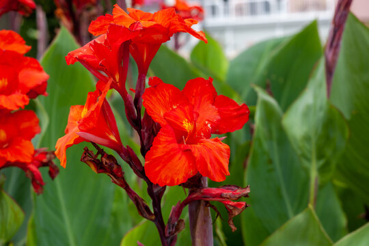 "Canna Indica" Images – Browse 4,848 Stock Photos, Vectors, and Video ...