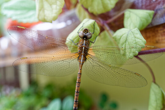 "Beautiful Dragonfly" Images – Browse 452 Stock Photos, Vectors, and ...