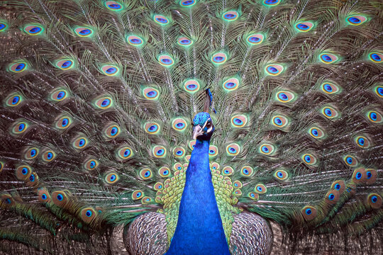 "Peacock Display" Images – Browse 860 Stock Photos, Vectors, and Video ...