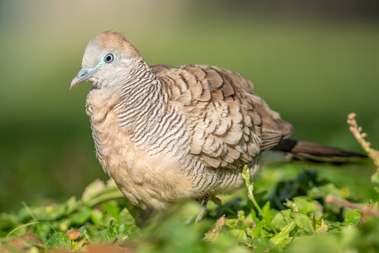 รูปภาพKurokutok – เลือกดูภาพถ่ายสต็อก เวกเตอร์ และวิดีโอ1,856 | Adobe Stock