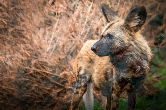 Ralph Lear Fotos, Bilder, Stockmedien | Adobe Stock