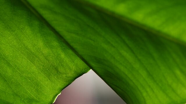 "Slow Pan" Images – Browse 1,480 Stock Photos, Vectors, and Video ...