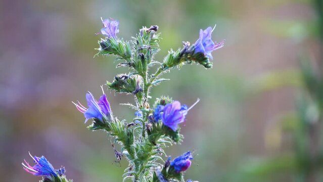 Blueweed Images – Browse 6,953 Stock Photos, Vectors, and Video | Adobe ...