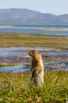 "Arctic Ground Squirrel" Images – Browse 709 Stock Photos, Vectors, and ...