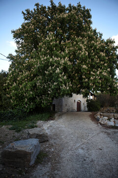 "Chestnut Tree" Images – Browse 319,771 Stock Photos, Vectors, and ...