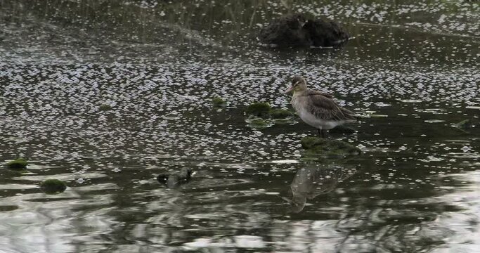 "Limosa Limosa" Images – Browse 3,695 Stock Photos, Vectors, and Video ...