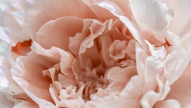 "Peony Background" Images – Browse 2,500 Stock Photos, Vectors, and ...