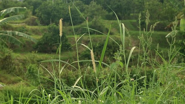 Alang-Alang Images – Browse 14,861 Stock Photos, Vectors, and Video ...