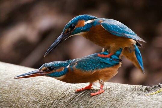 「鳥よけ」の写真素材 | 20,579,140件の無料イラスト画像 | Adobe Stock