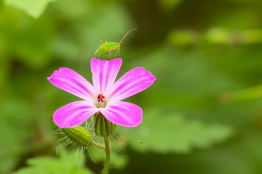 "Robert-Bilder: Stock-Fotos & -Videos. | Adobe Stock