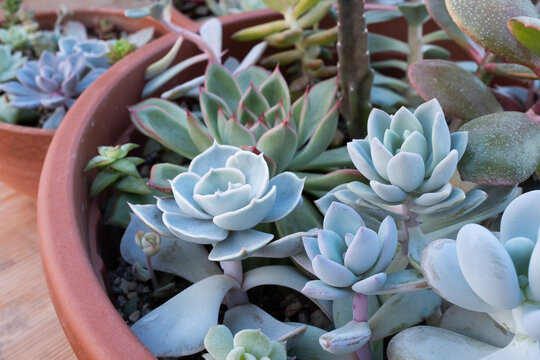 "Succulent Background" Images – Browse 586 Stock Photos, Vectors, and ...